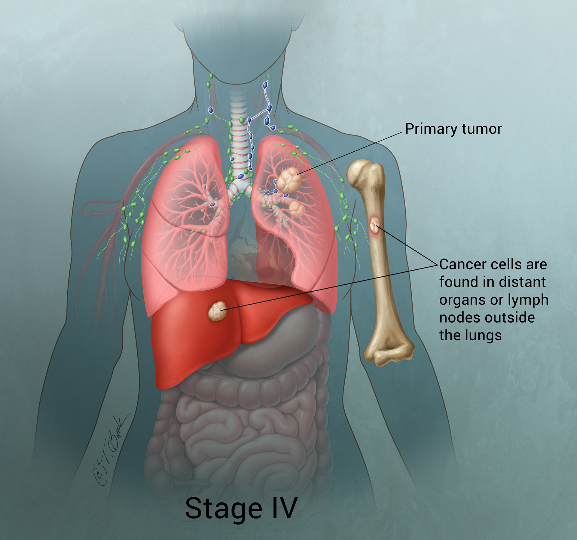Medical & Scientific – Todd Buck Illustration